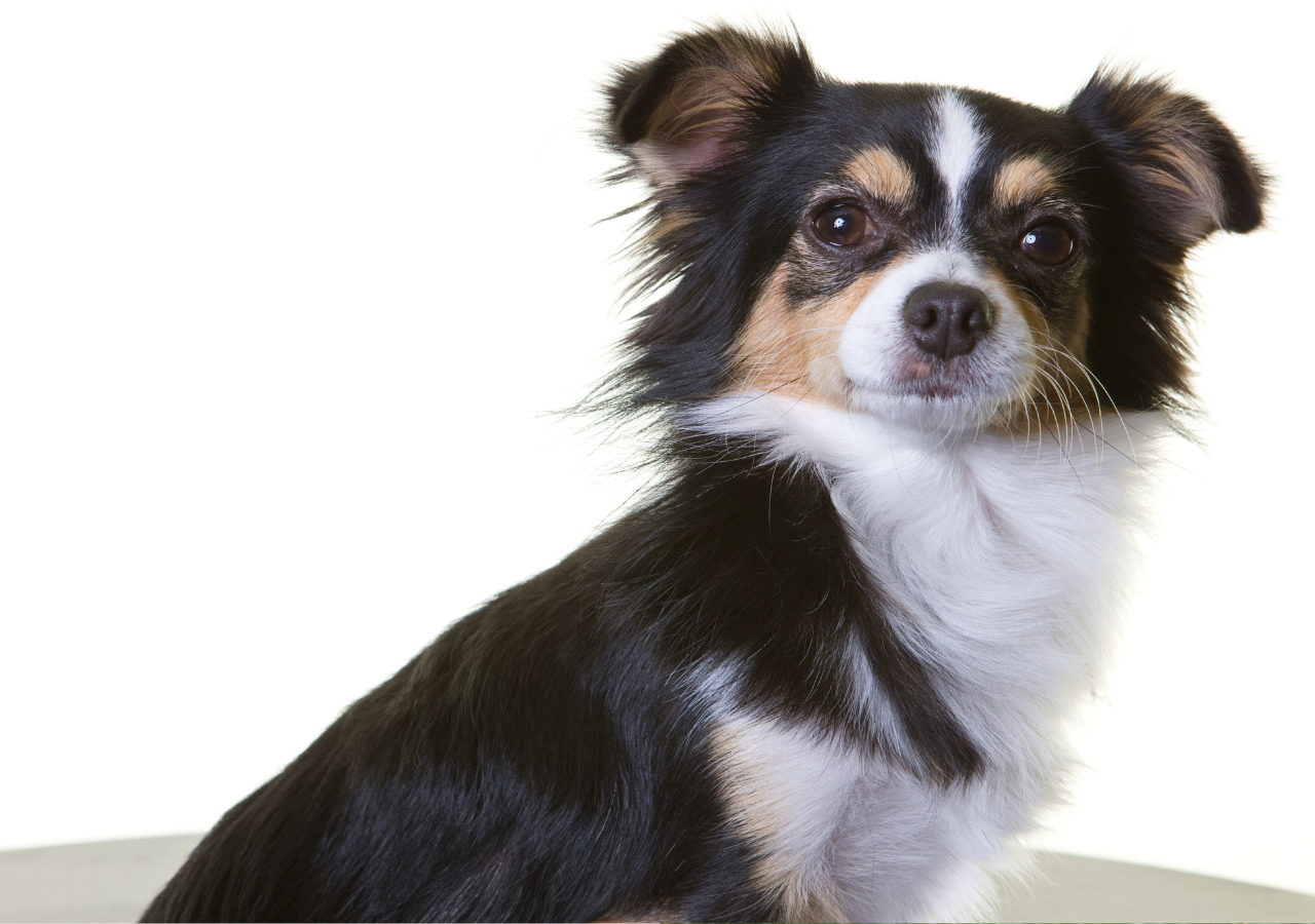 Top 5 Long Haired Chihuahua Haircuts and Best Grooming Tips